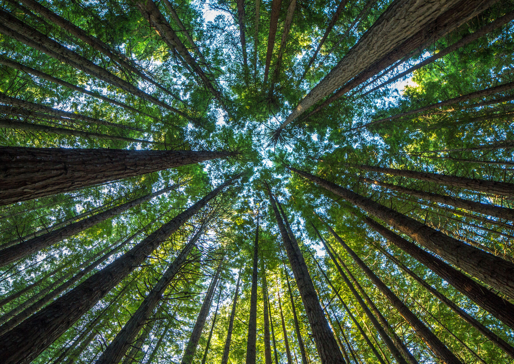 EcoLactam®, caprolactam with the lowest carbon footprint | Fibrant