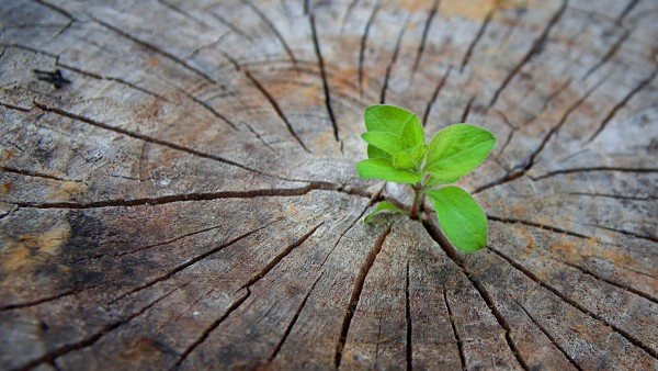 High-end sustainable chemical products and technologies | Fibrant